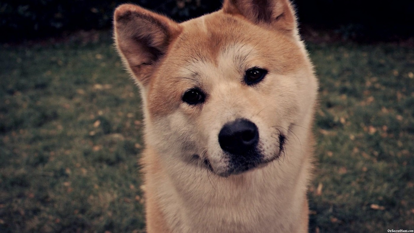 Hachiko Si Anjing yang Setia ~ Life