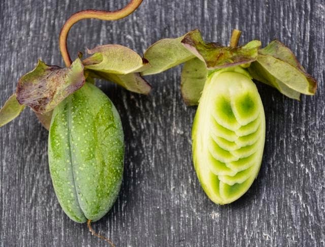 HOW TO GROW CUP AND SAUCER' PLANT FROM SEED - Cobaea scandens |The ...