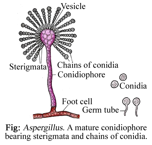 ASPERGILLUS - CLASSIFICATION, VEGETATIVE STRUCTURE, REPRODUCTION, ECONOMIC IMPORTANCE