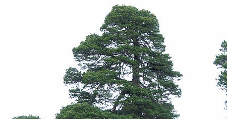 Madeira Entalhada: MADEIRA: PINHO DE RIGA