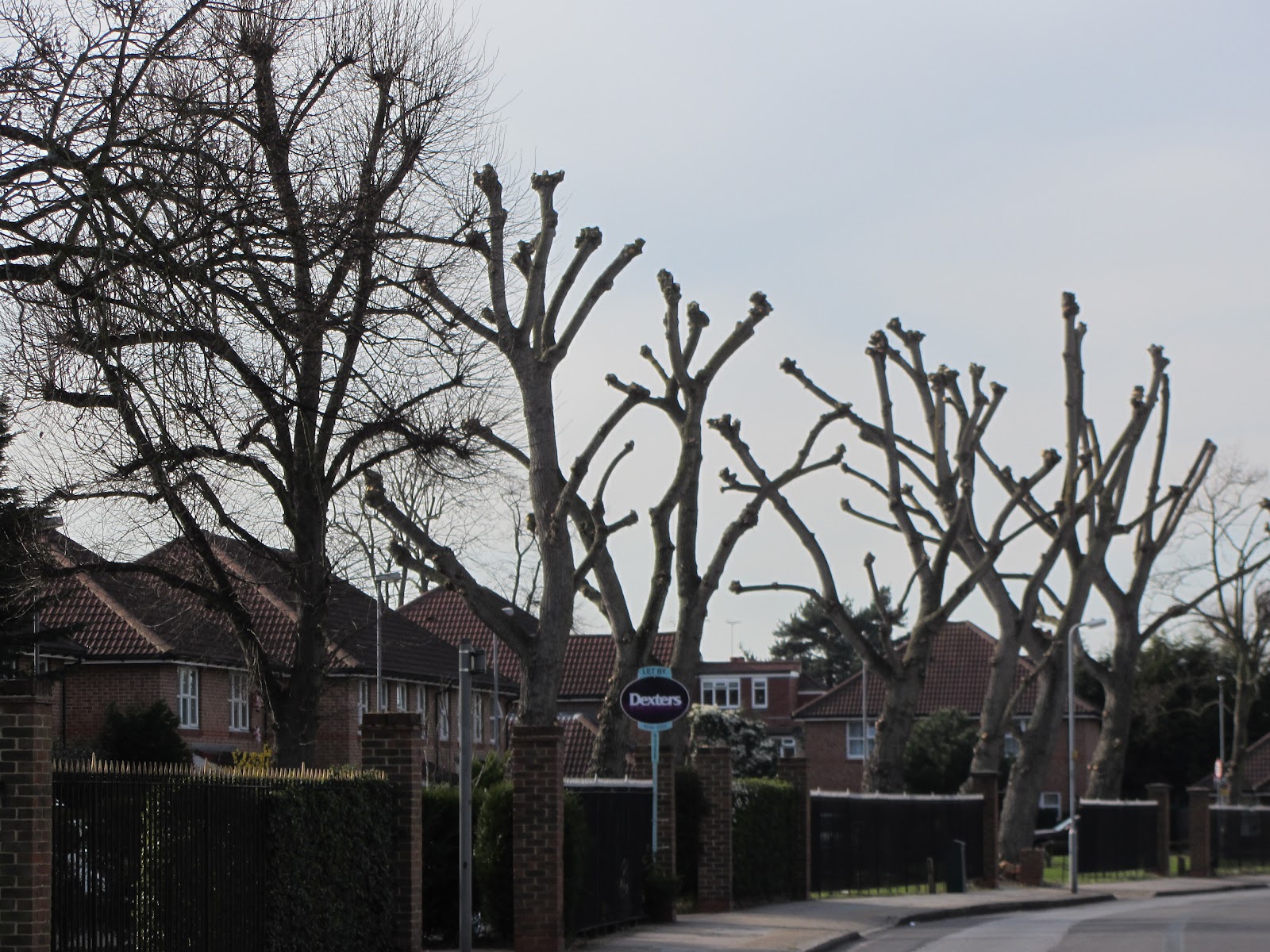 Ham Photos: Pollarded trees