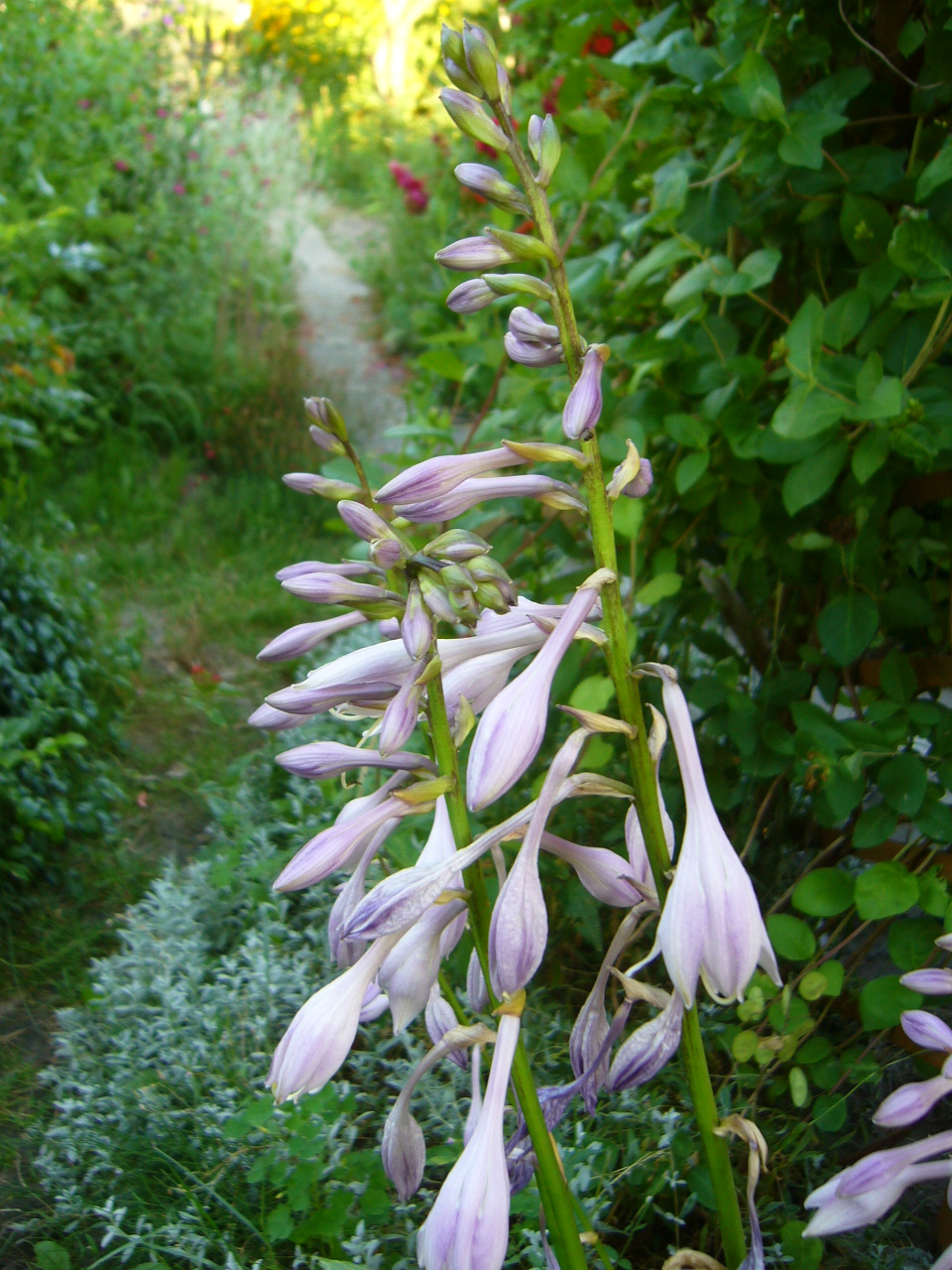 Ogrodniczka: Byliny - Funkia (Hosta)