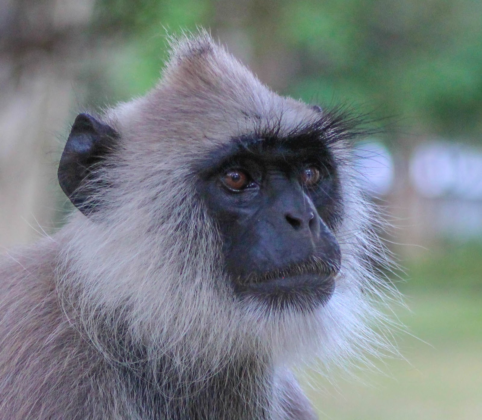 Cannundrums: Sri Lankan Tufted Gray Langur