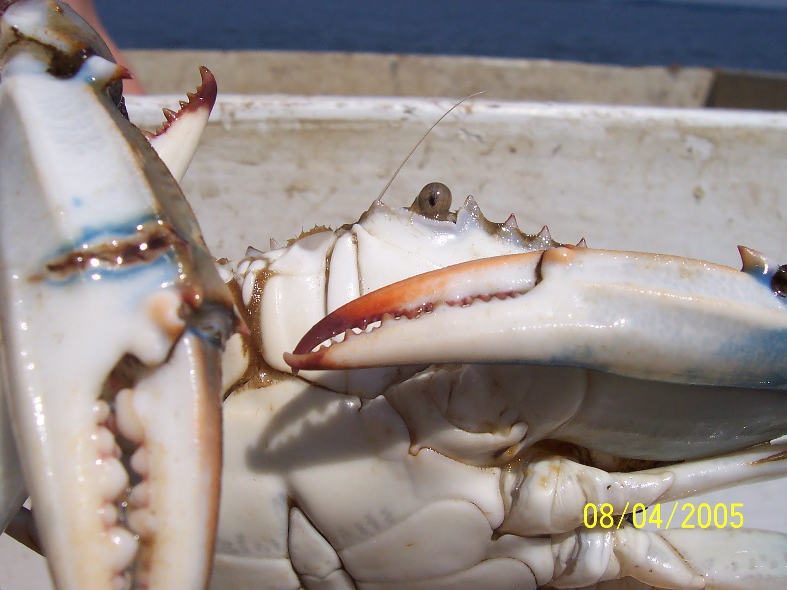 Ocean Observations: Blue Crab