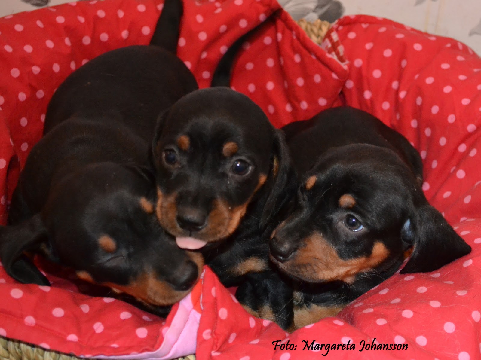 kennel TEAM M: PLÅTNING AV TAX VALPAR