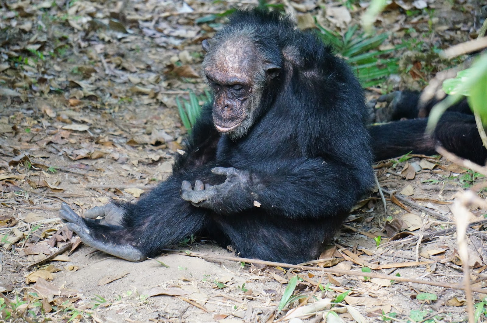 Greystoke Mahale - The Original Mahale Camp: September 2013