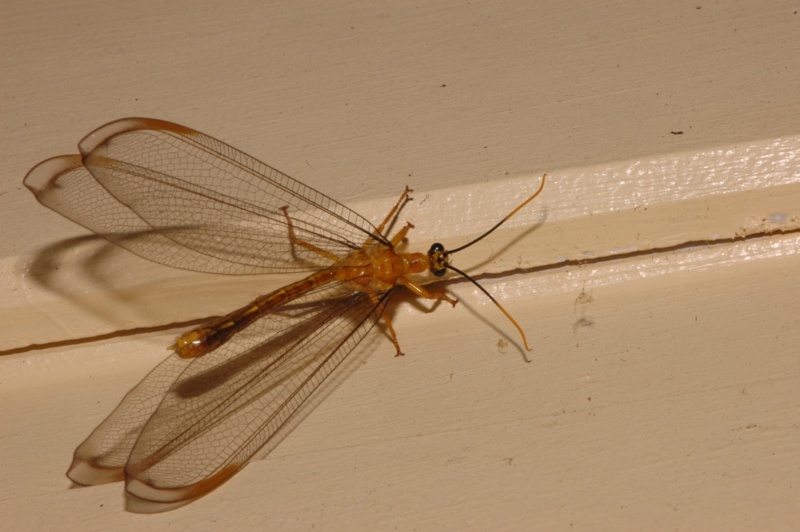 The Nature of Robertson: Nymphes myrmeleonoides - a large yellow ...