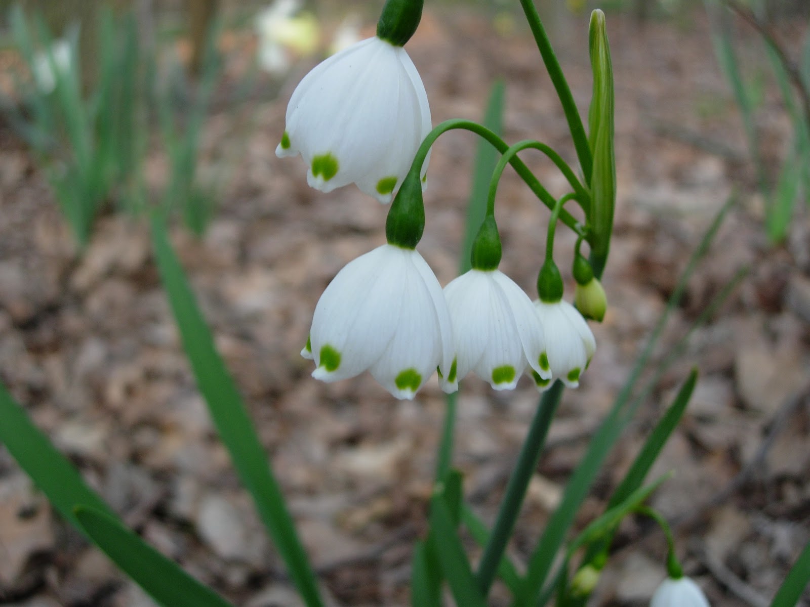 Great Bulbs and Perennials: "Summer Snowflake" Leucojum aestivum ssp ...