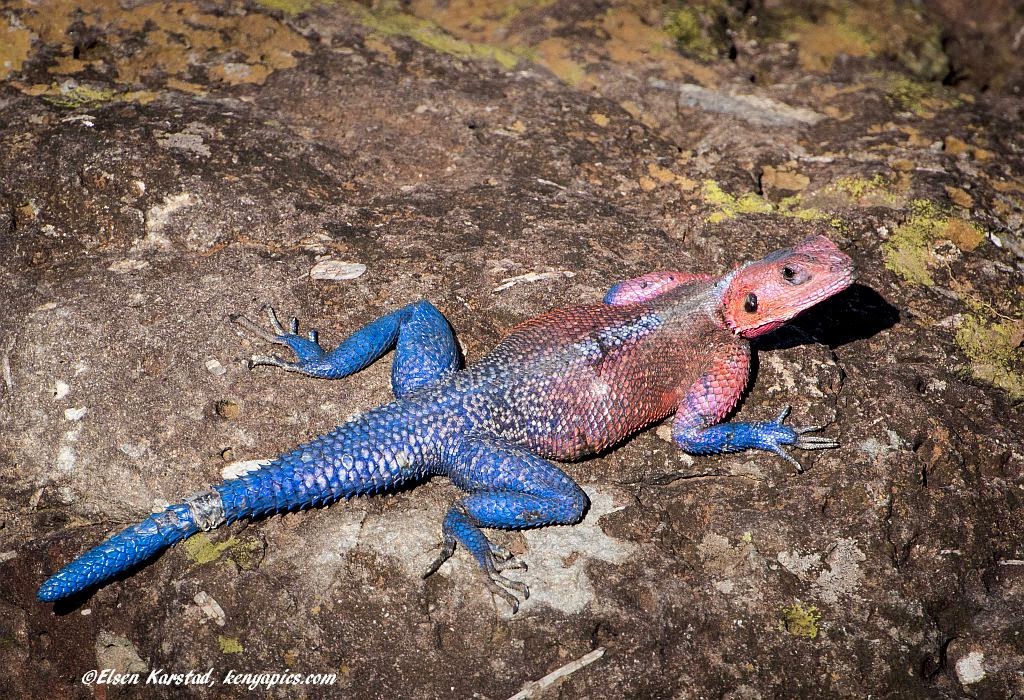 Elsen Karstad's 'Pic-A-Day Kenya': Agama Lizard, Masai Mara Kenya