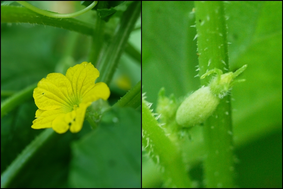 TanamSendiri.com -- Grow Your Own: Bunga Timun Susu