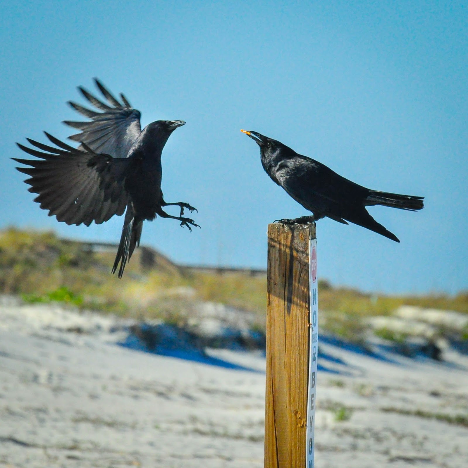 Through The Looking Glass