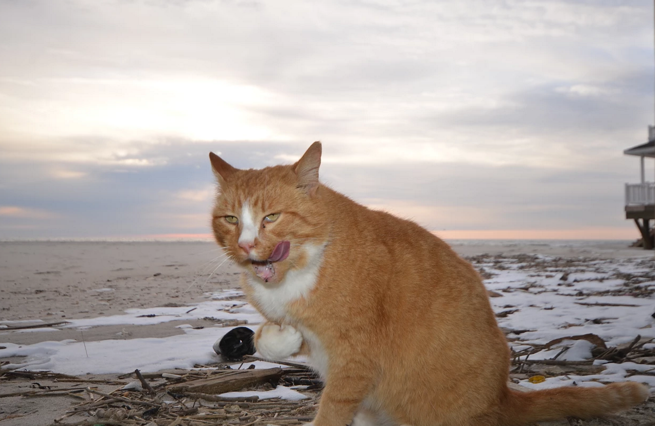 Catnip Nation - A Documentary About Feral Cats and the People Who Take ...