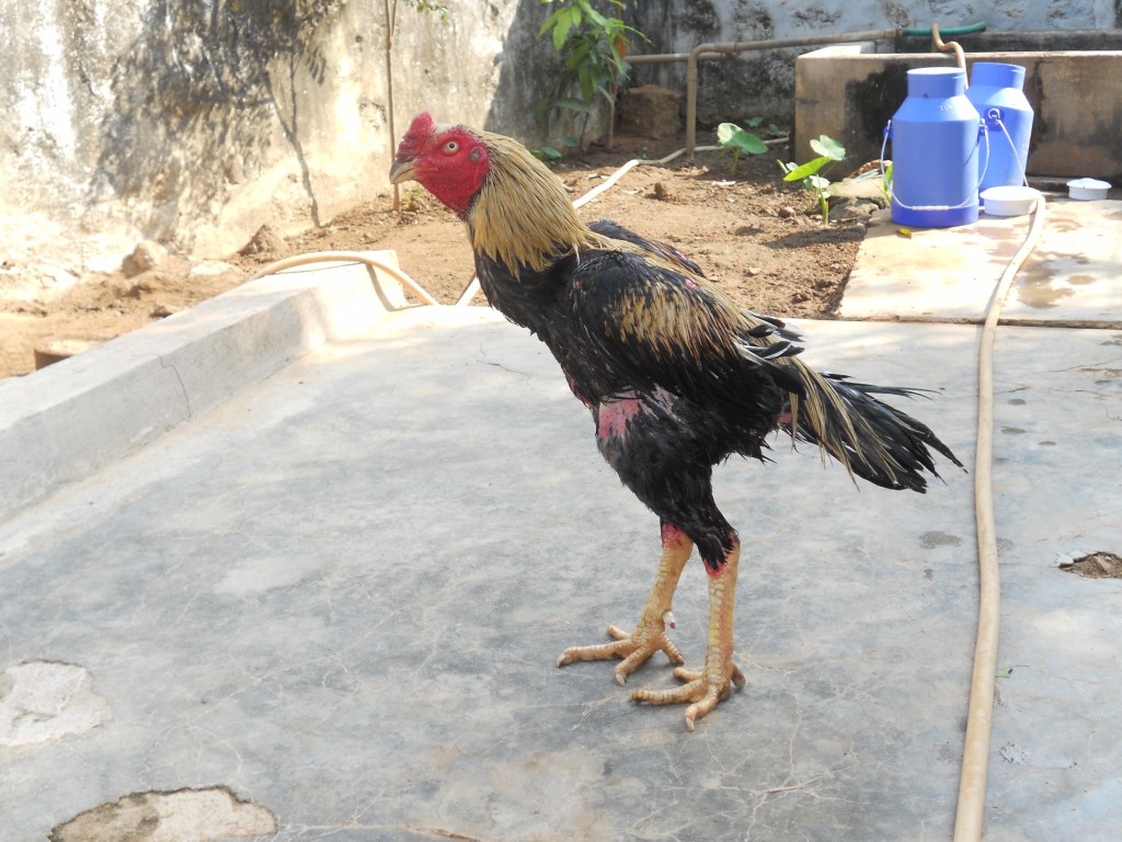 Fighting Rooster: Java Asil 18" shoulder