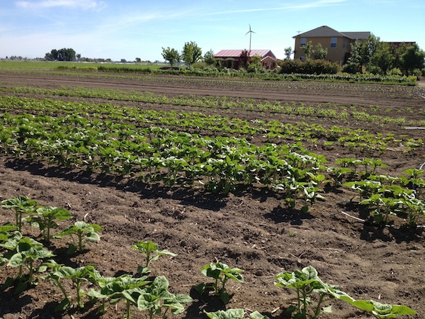 Bindweed Farm: Fresh Cuts: June 10
