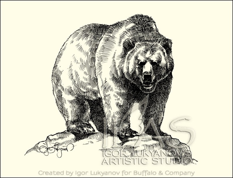 Grizzly Bear Profile Drawing