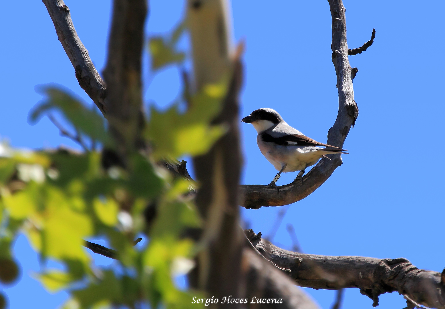Viajes, Salidas, Naturaleza, (Fotografía).: Alcaudón Chico (Lanius minor).