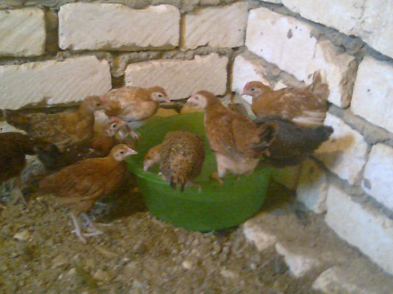 Rahmani Sheep, Shami Goats & More Ain Musa Farm: New Chicks on Board in ...