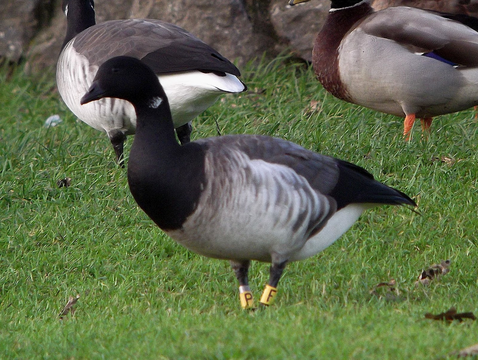 irishbrentgoose: Researching Brent Geese in Dublin