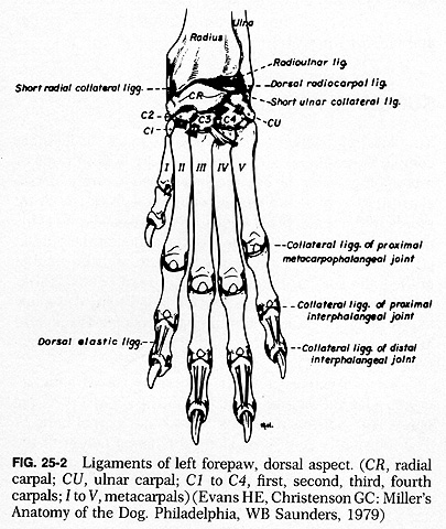 Veterinary Dog Anatomy ~ InfoZone