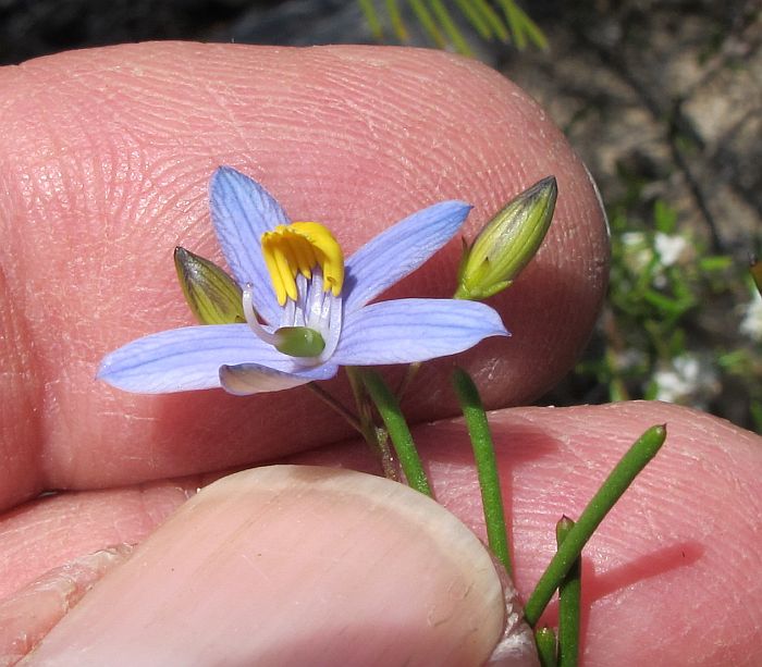 Esperance Wildflowers: Cheiranthera filifolia - Finger-flower