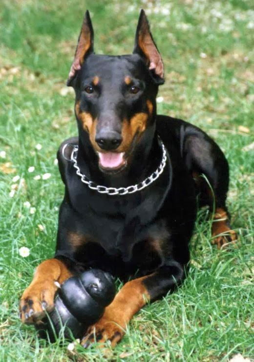 Dobermans - The Original "Designer Dog"? | Dog Breeds - All types of ...