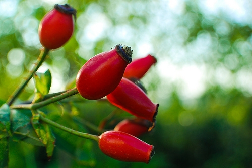 Macesul, trandafirul sanatatii