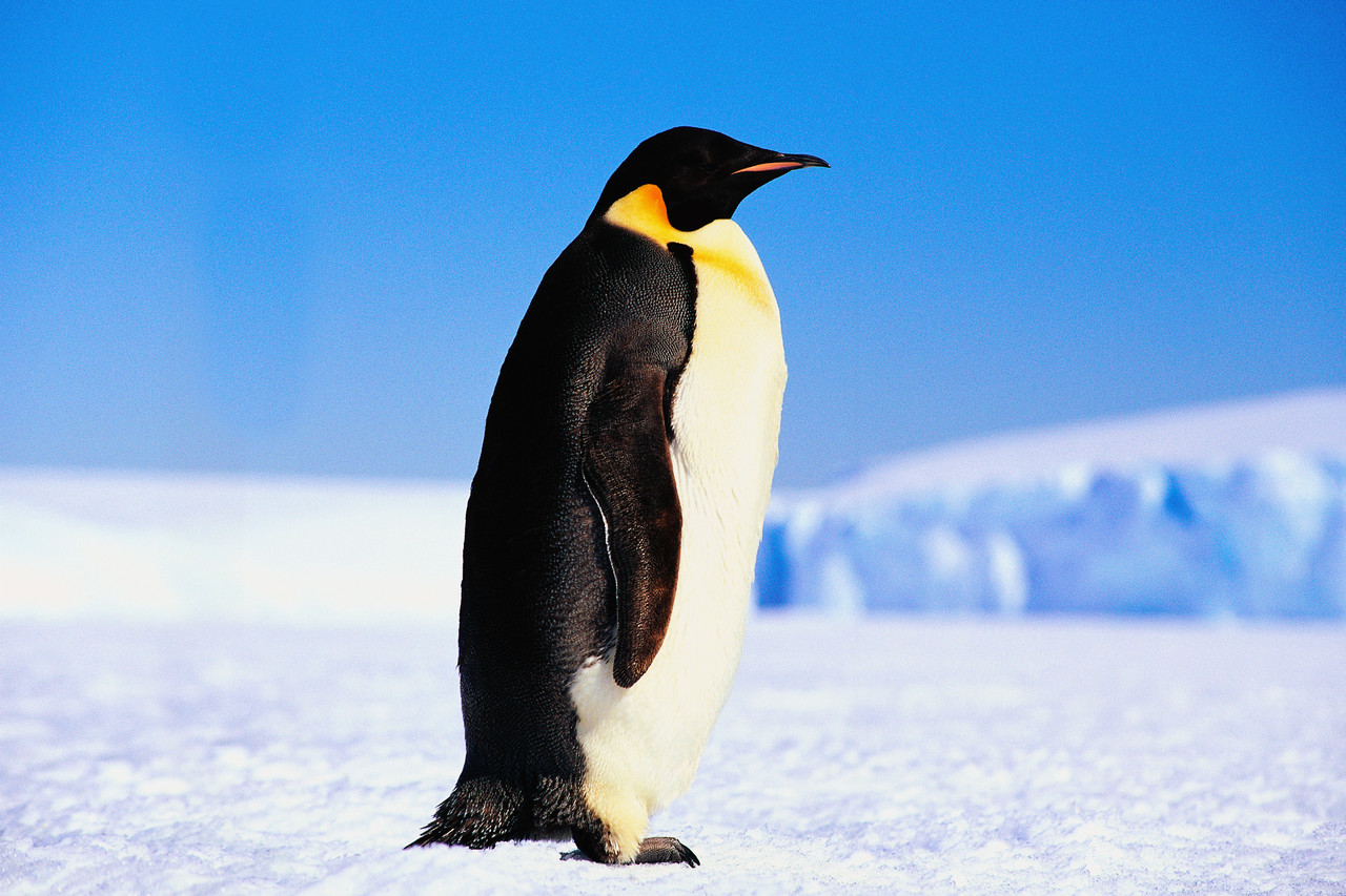 Hungry for God: The Prodigal and the Penguin