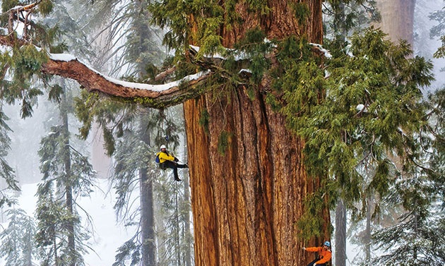 Xsaiti, siyvaruli, barbi, qartveli bozebi, qartvelebis seqsi ...