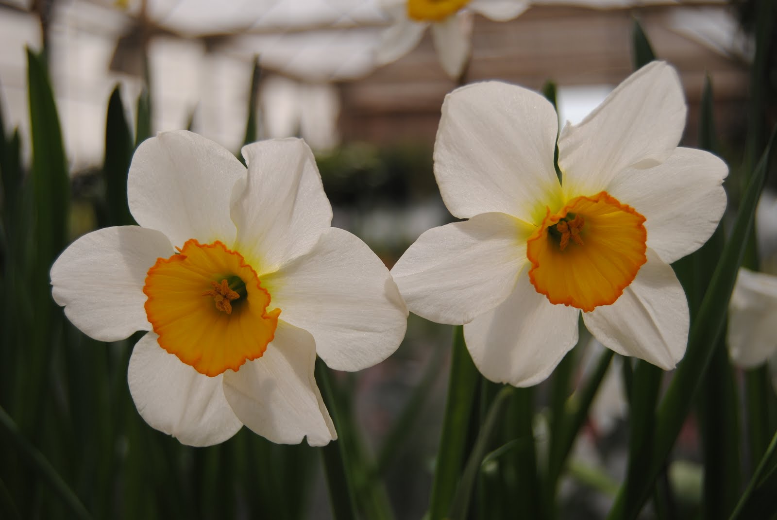 Flores para María: Flores para una flor