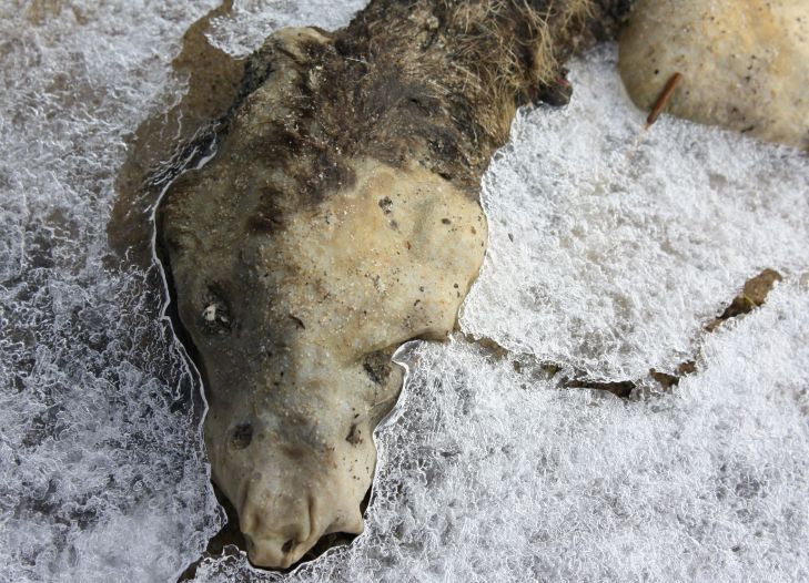 Montauk Monster Collection