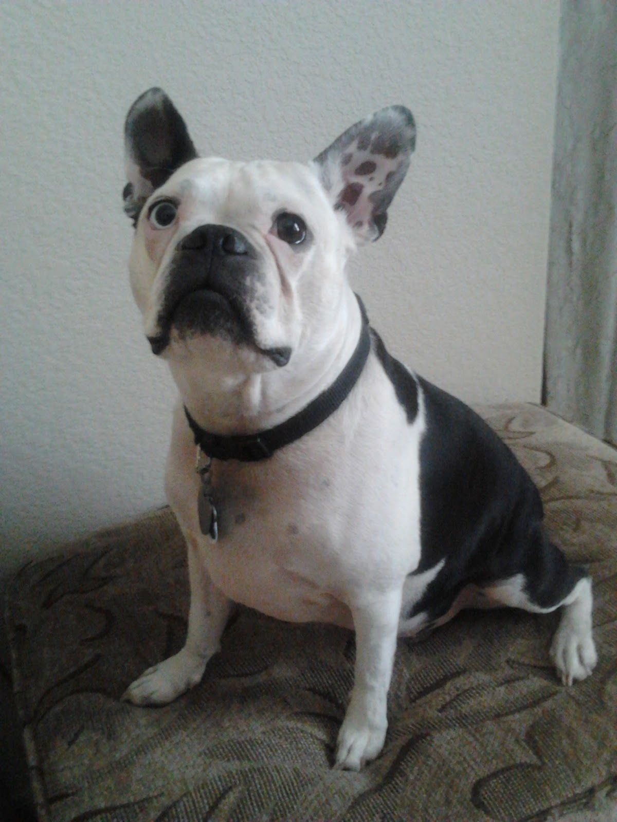 Life with a Deaf Dog