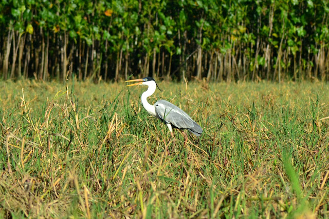 Guyane : Observer les caïmans aux marais de Kaw - Les rêveries d'Isisya