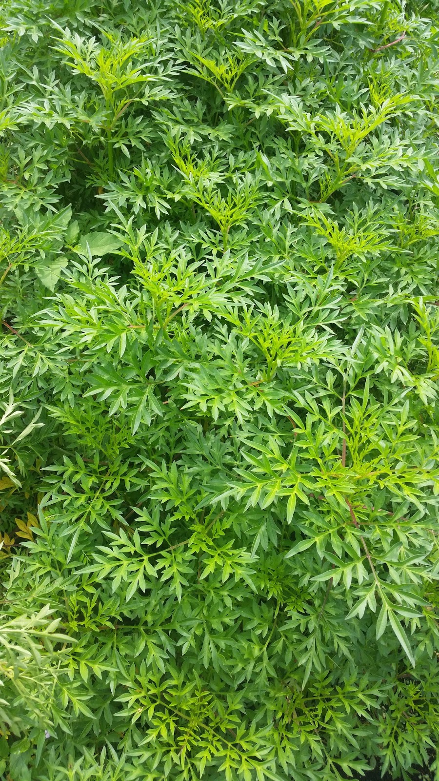 Warisan Petani: Pokok Ulam Raja