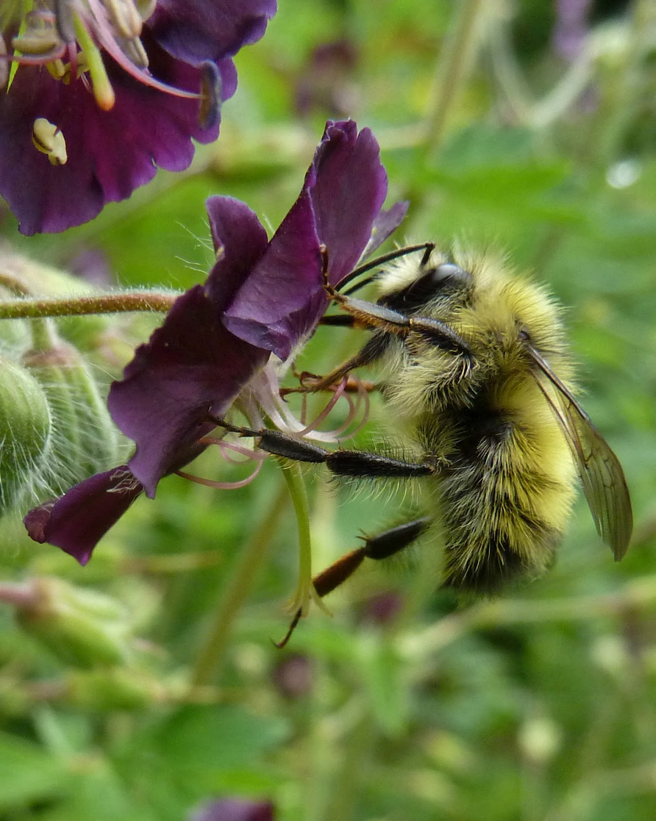 Bees, Birds & Butterflies: The Bumble Bees of Thurston County