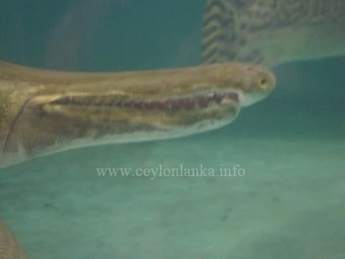 Water world Sri Lanka ( page 2 )