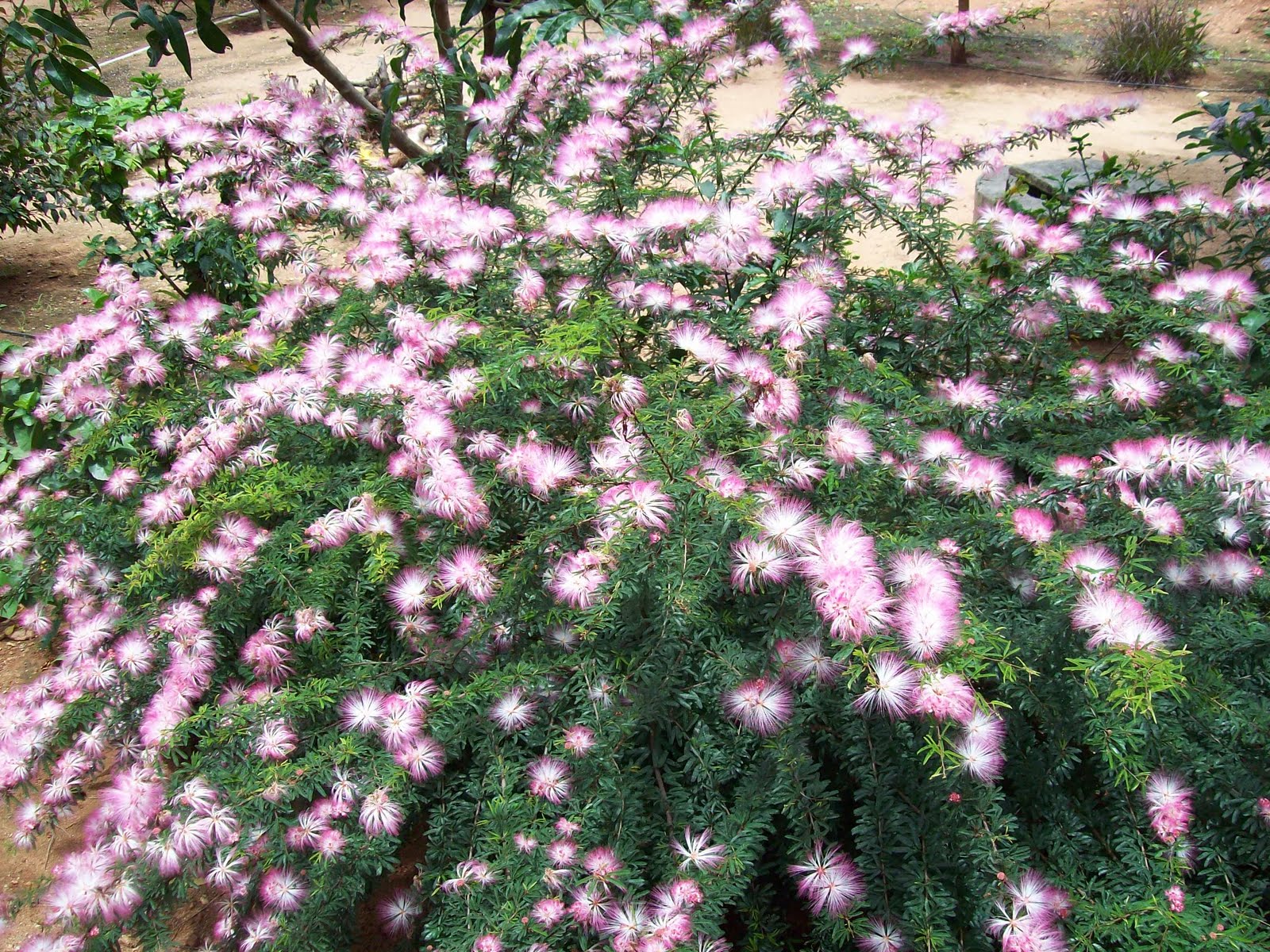 gardentropics: Blooming Friday - Eye Candy