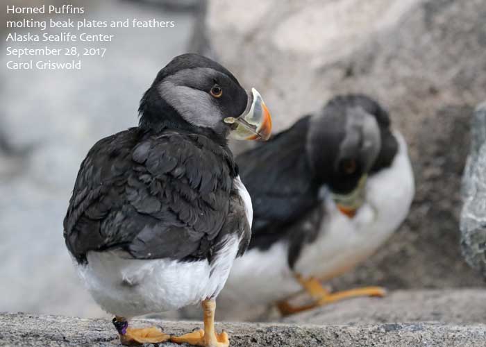 Sporadic Bird from Seward, Alaska : Thursday, September 28, 2017 Alaska ...