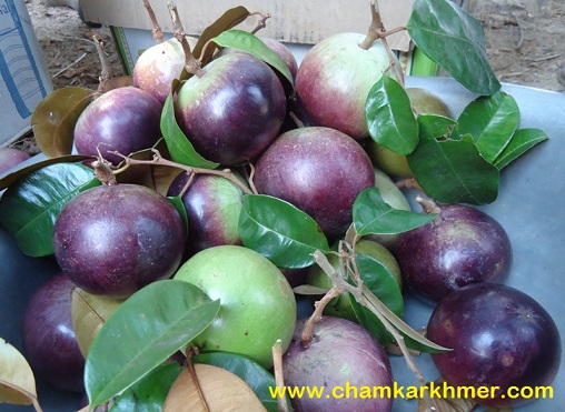 Milk Tree - Hello Cambodia