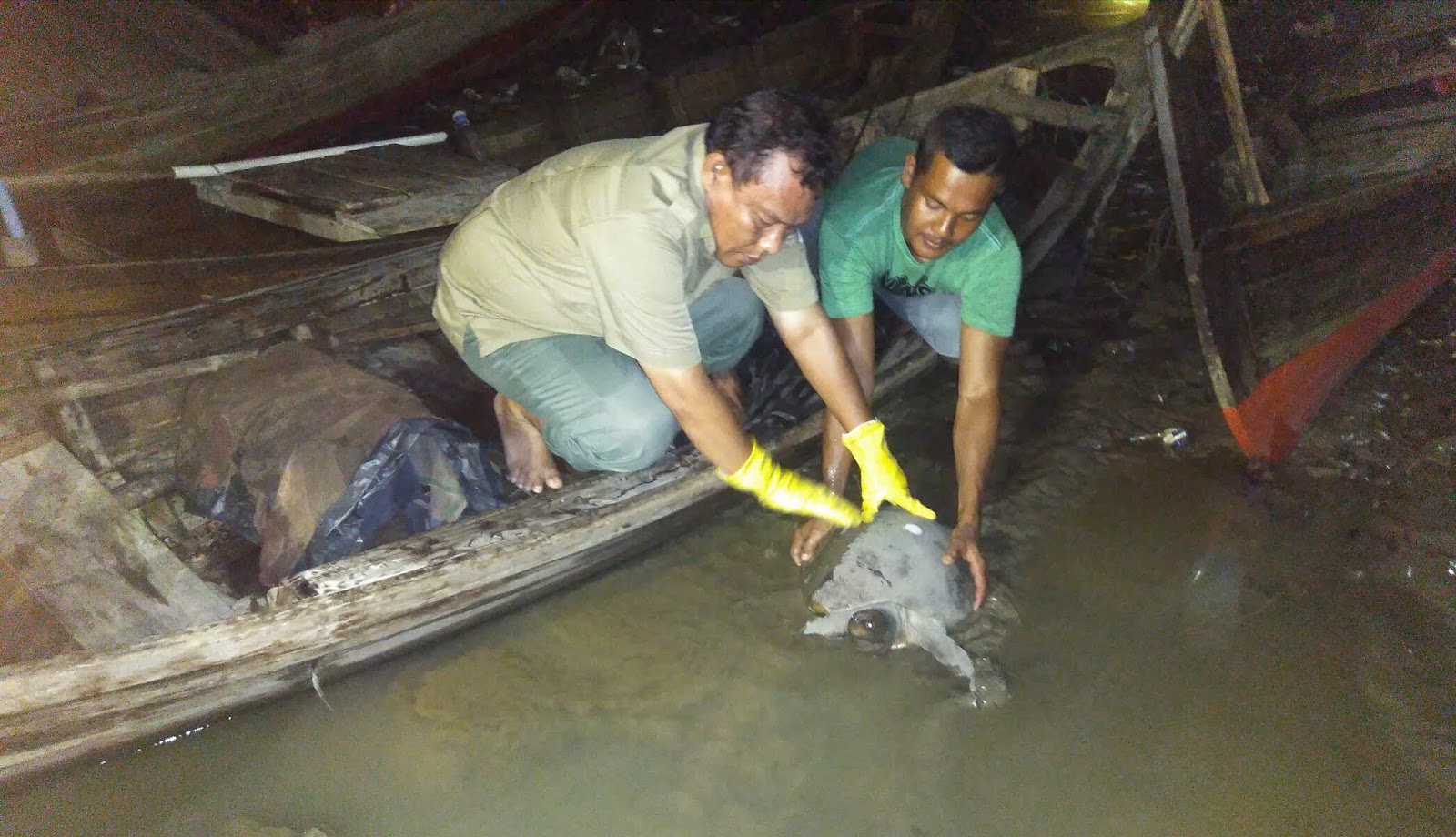 Tuntong Laut Dari Taman Kota RTH Langsa Dilepasliarkan Di Pusong Kapal ...