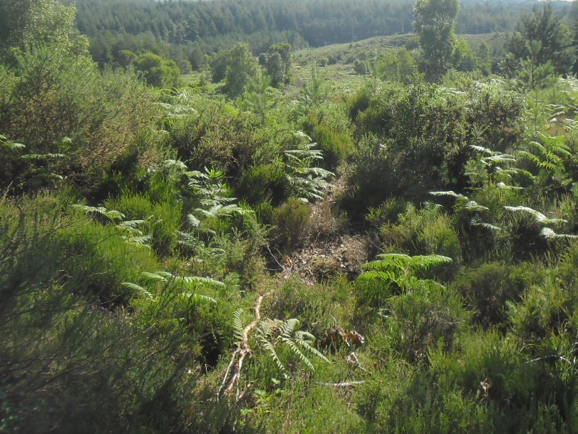 Pat Papertown 2: Thomas Hardy's Egdon Heath: The Main Rainbarrow (Views)