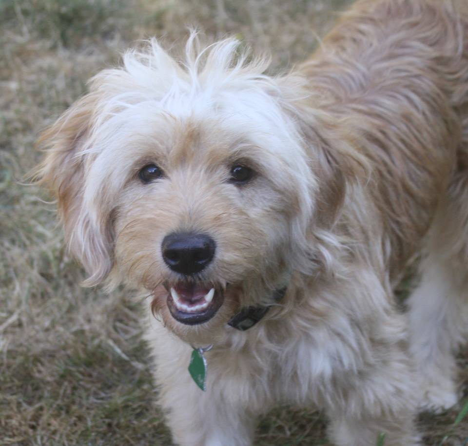 Daisey's Doodles LLC: F1b Mini and F2 mini Goldendoodles