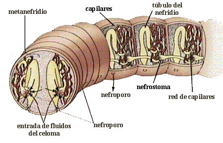 ciencias naturales: EXCRECIÓN EN SERES VIVOS