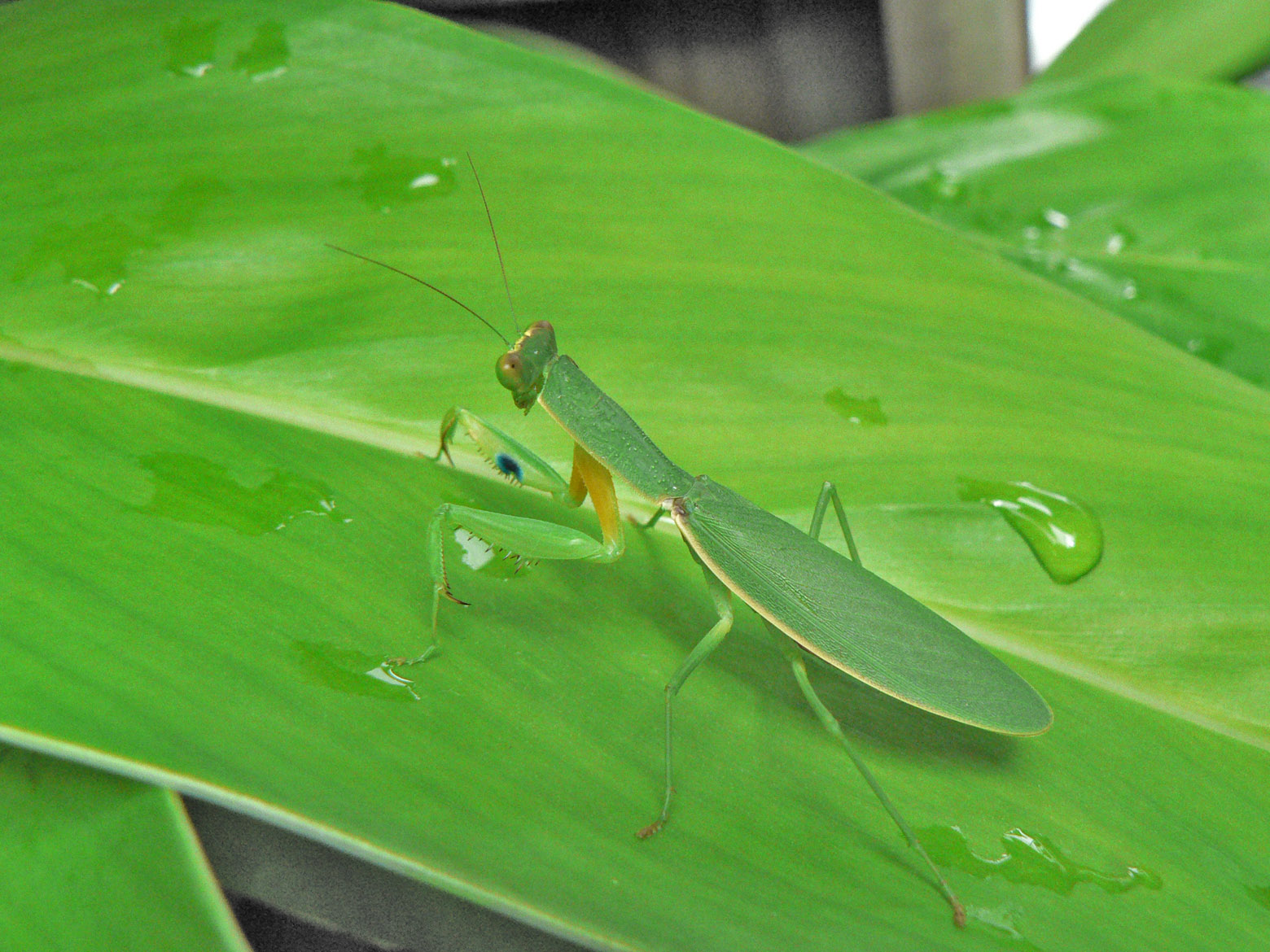 BunyipCo: A Look At Some Local Mantids