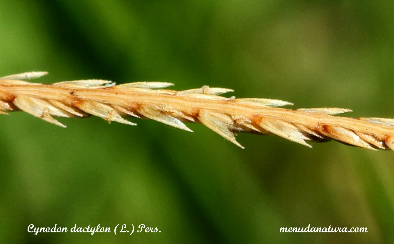 Menuda Natura: Cynodon dactylon (L.) Pers.