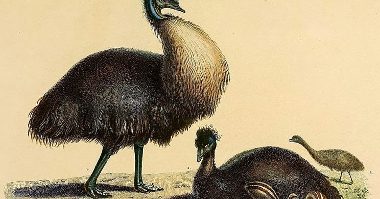 WHAT IS AN EMU? |The Garden of Eaden