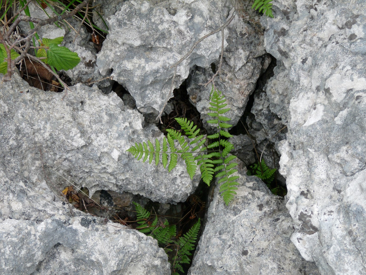 Hutton Roof's Special Ferns and More: Gymnocarpium robertianum ...