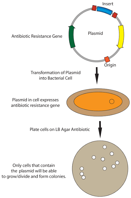 6 TOOLS OF GENETIC ENGINEERING Biotechnology