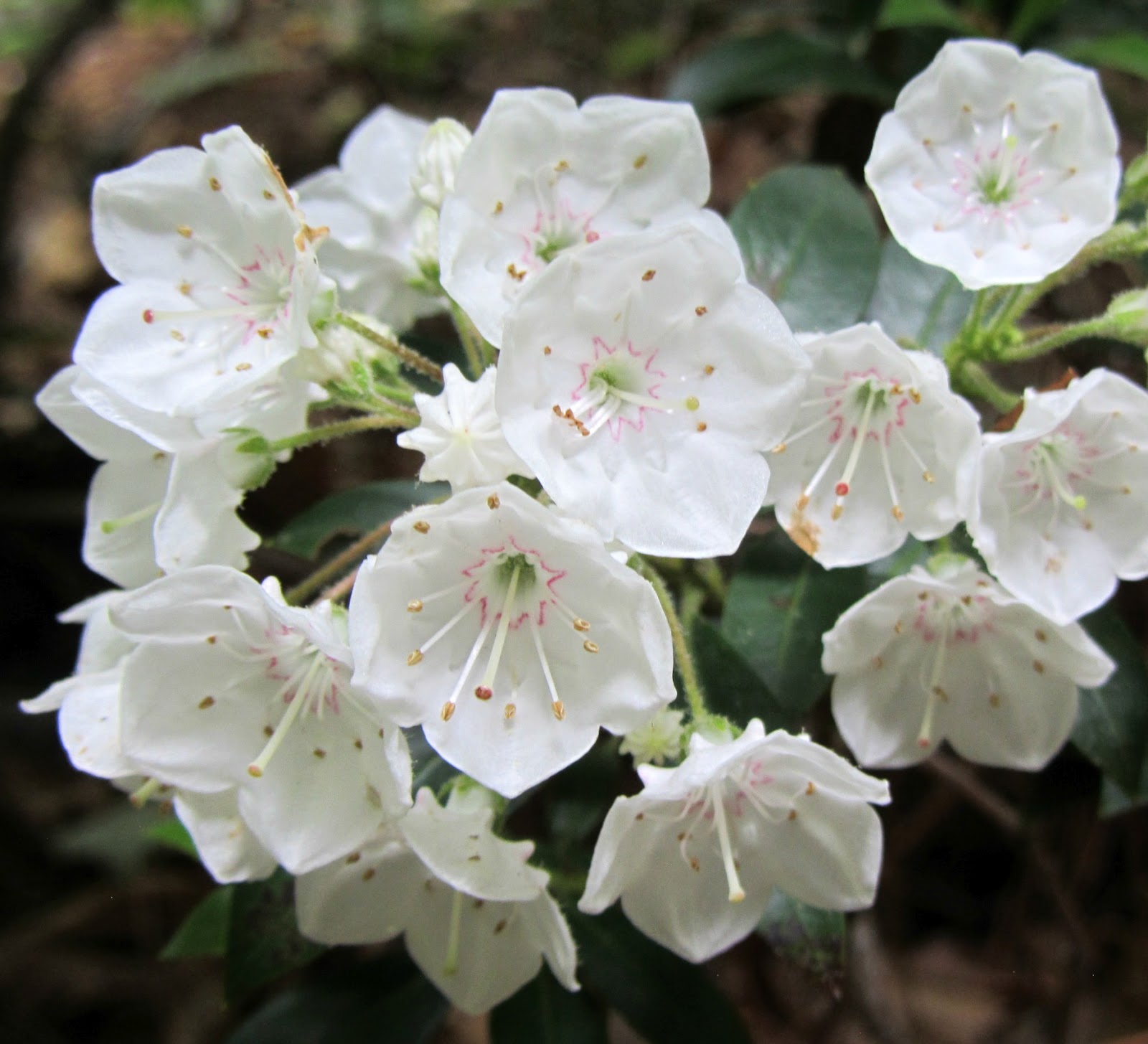 Using Georgia Native Plants: Late Spring Shrubs