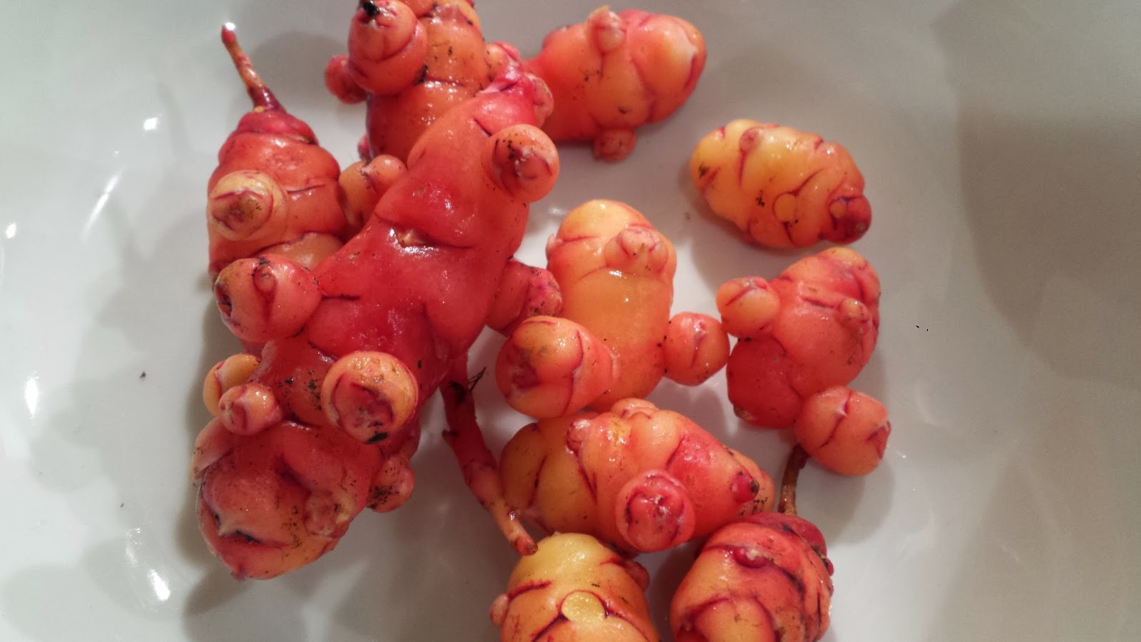 Gourmet Gardening: Oca - the 'lost crop of the Incas'