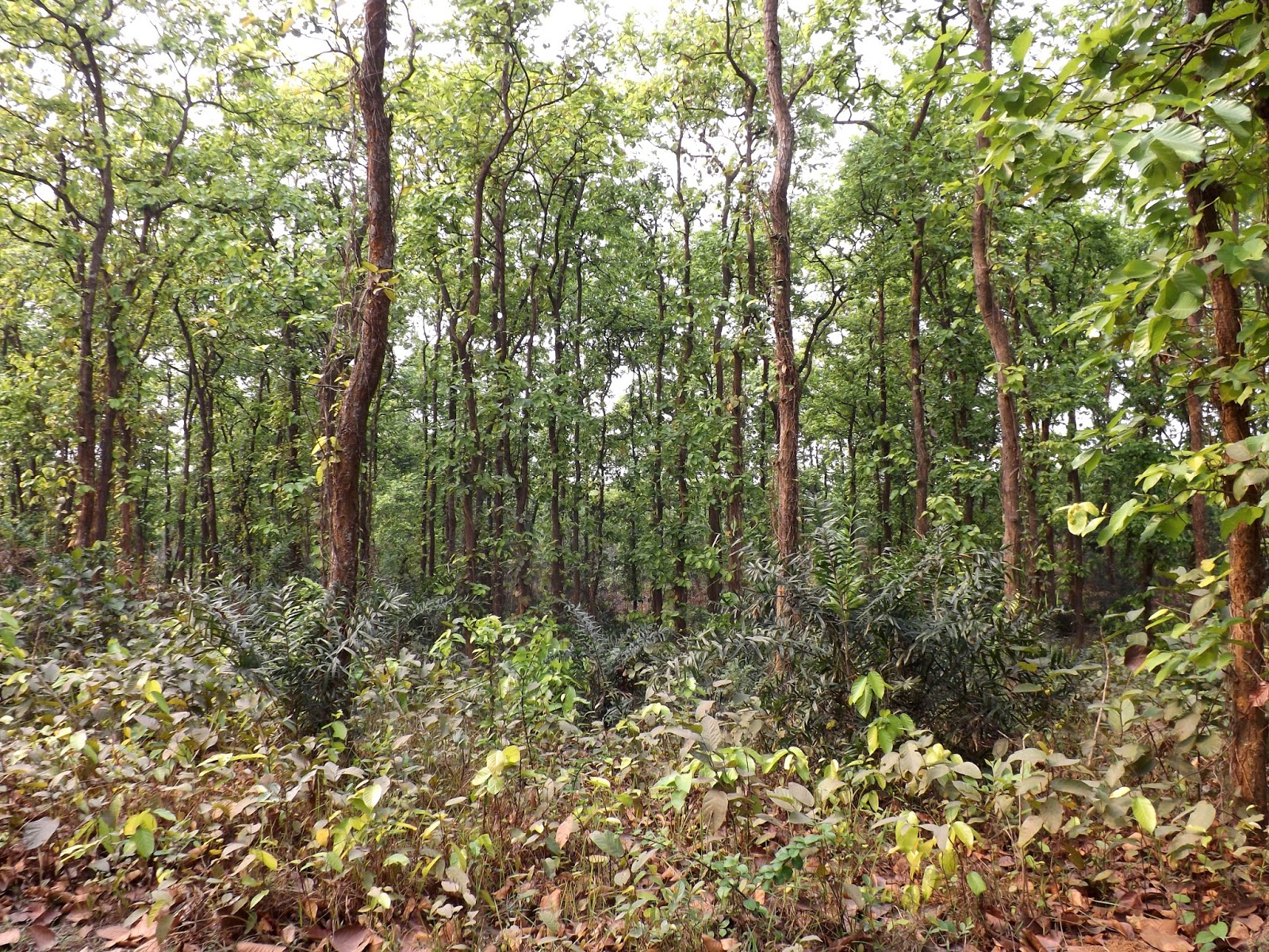 Shal or Sal, Shorea robusta